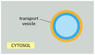 When the transport vesicle shown below fuses with the | Chegg.com