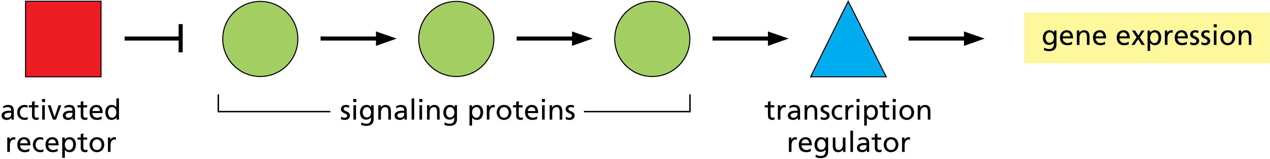 Solved Many intracellular signaling proteins act as switches | Chegg.com